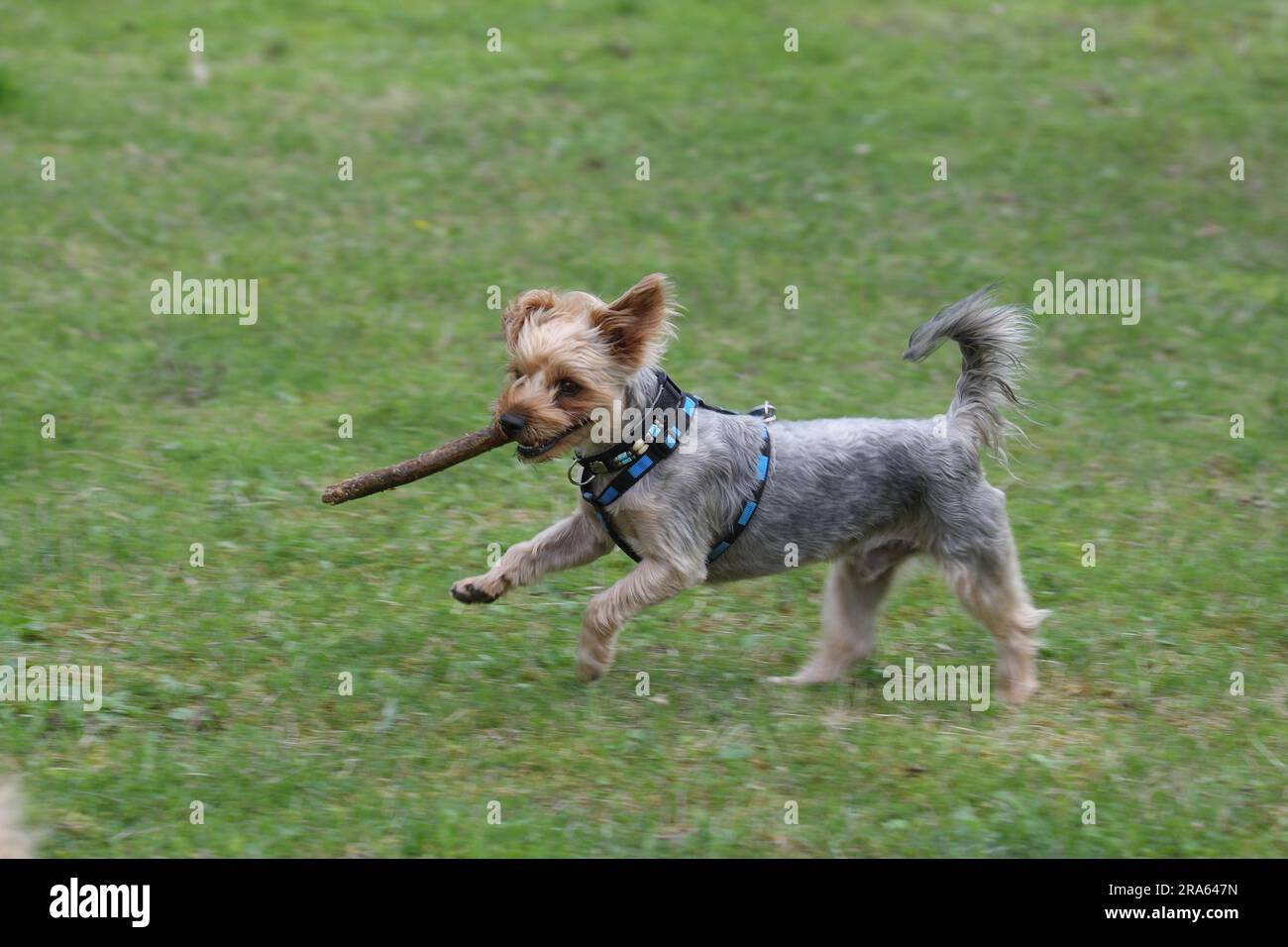 Yorkshire Terrier playing with stick, shorn, harness Stock Photo - Alamy