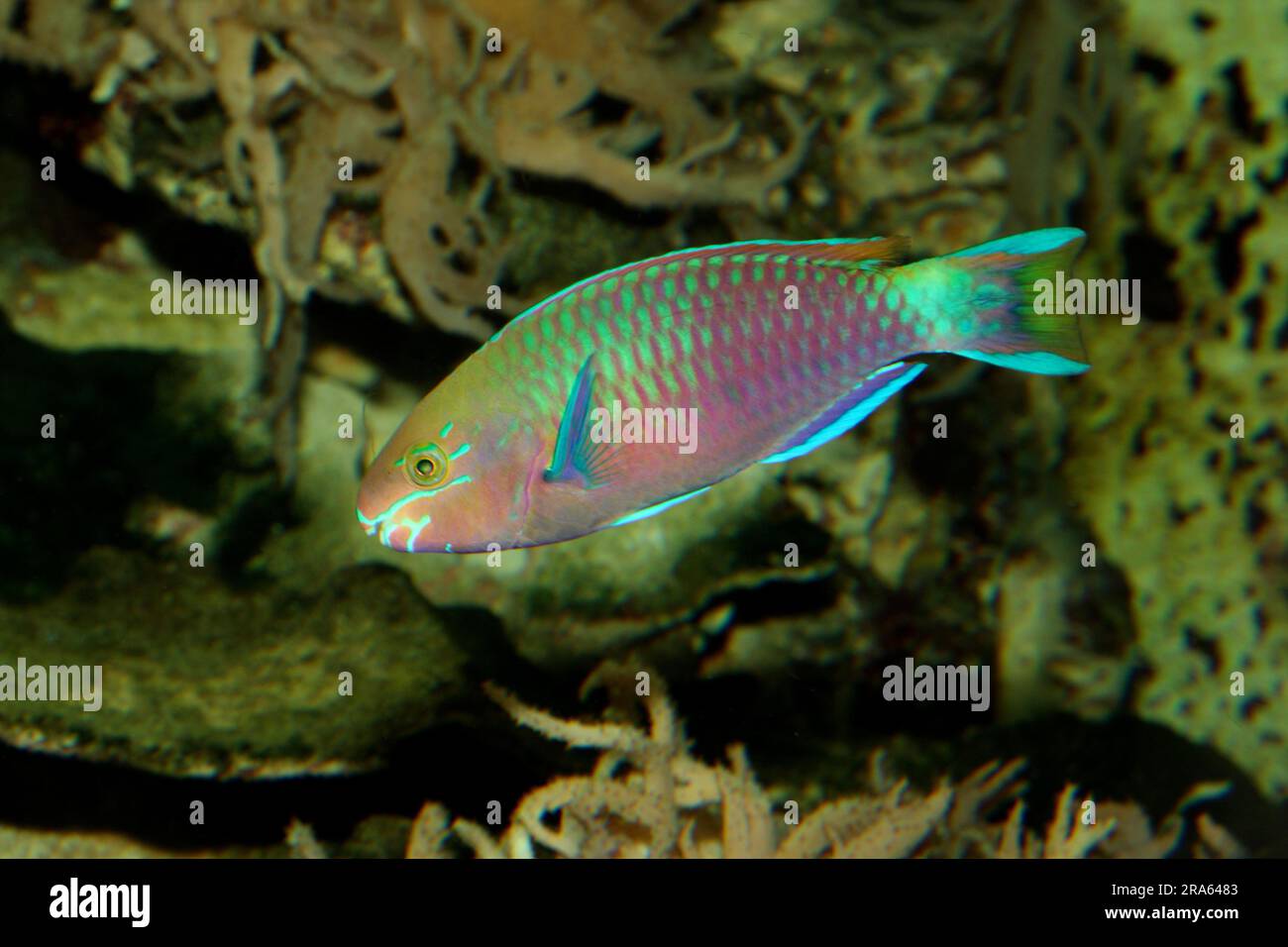 Bicolour parrotfish (Cetoscarus bicolor), bicoloured parrotfish ...