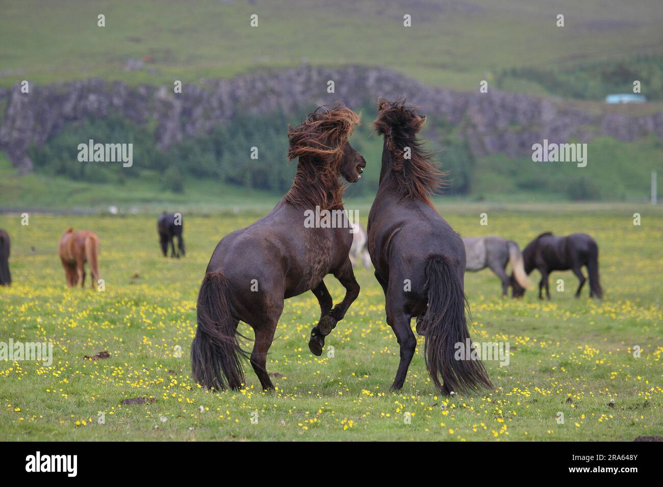 Icelandic ponies, Icelandic, Icelandic horse, Iceland Stock Photo - Alamy