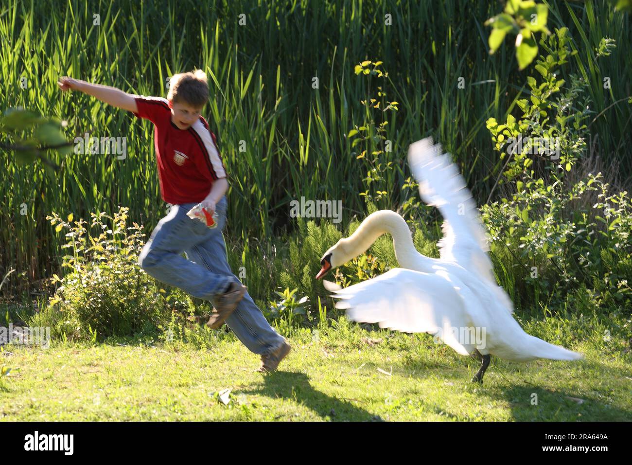 Mute Swan Attack