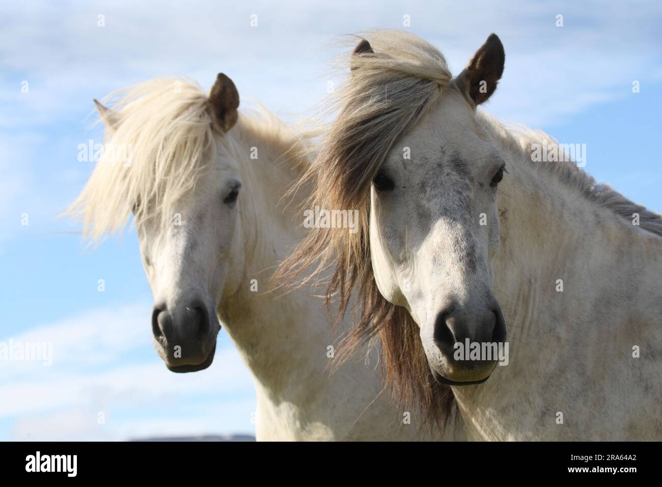 Icelandic ponies, Icelandic, Icelandic horse, grey, Iceland Stock Photo ...