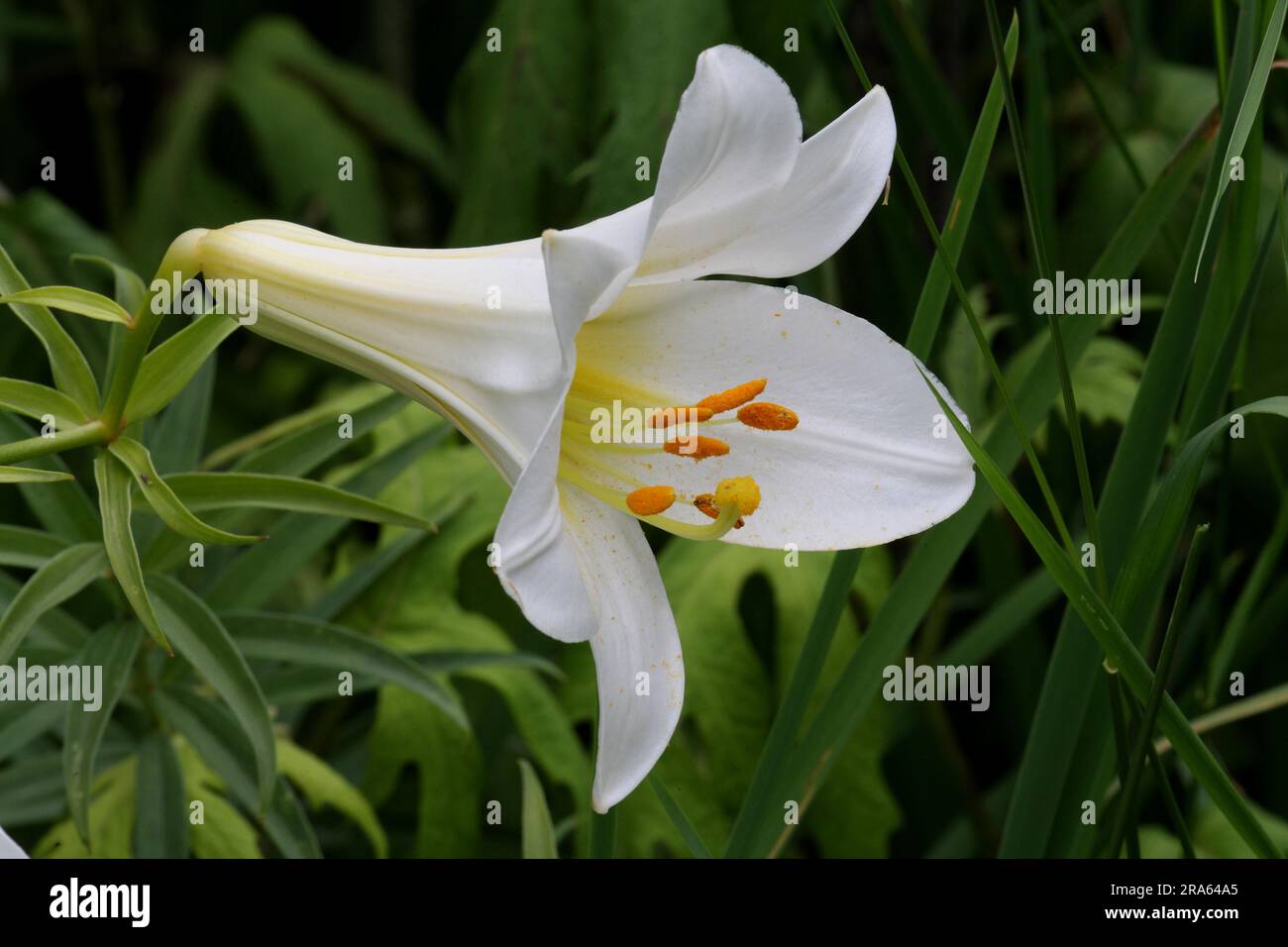 Madonna lily (Lilium candidum Stock Photo - Alamy