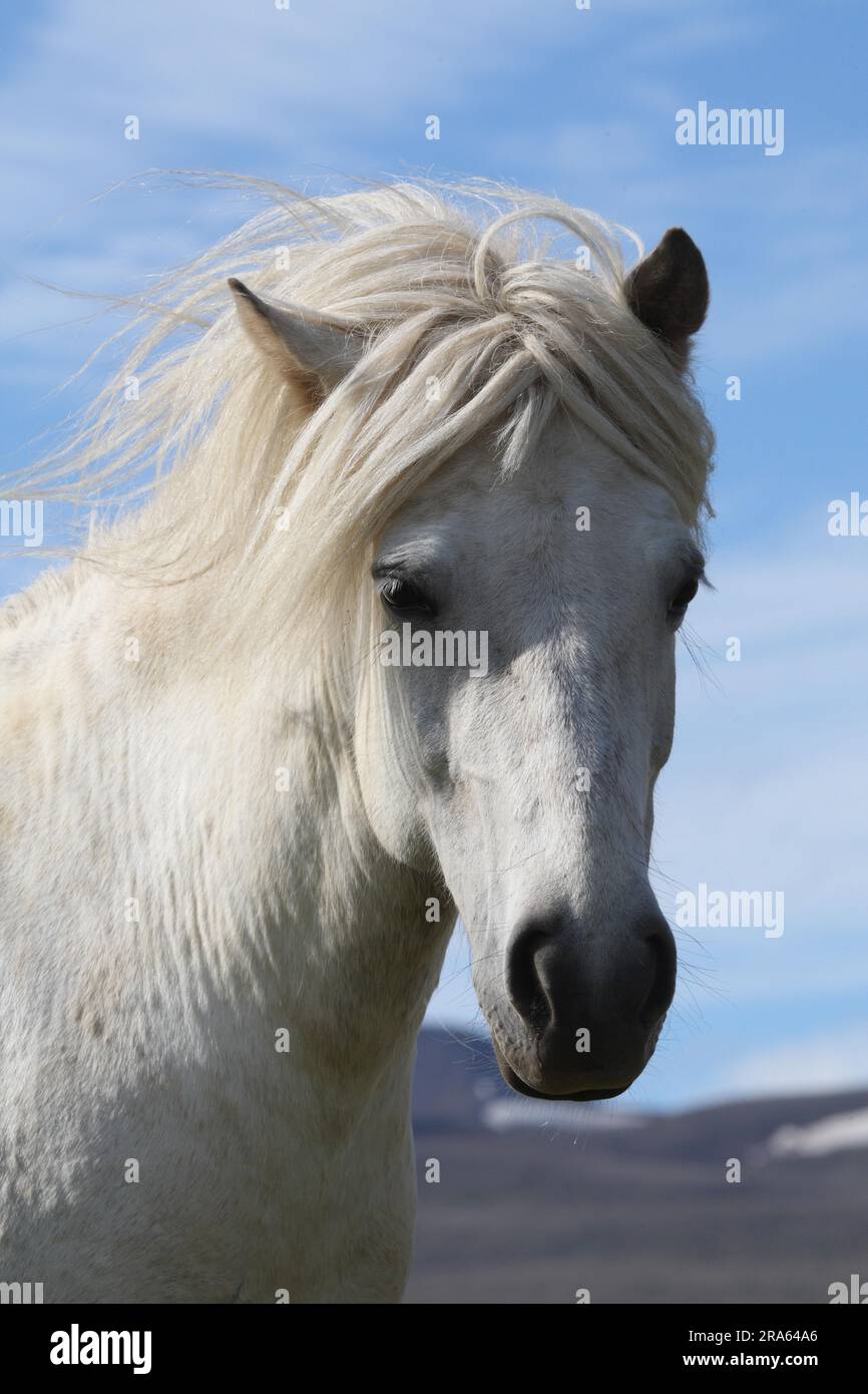 Icelandic Pony, Icelandic, Icelandic Horse, Grey, Iceland Stock Photo ...