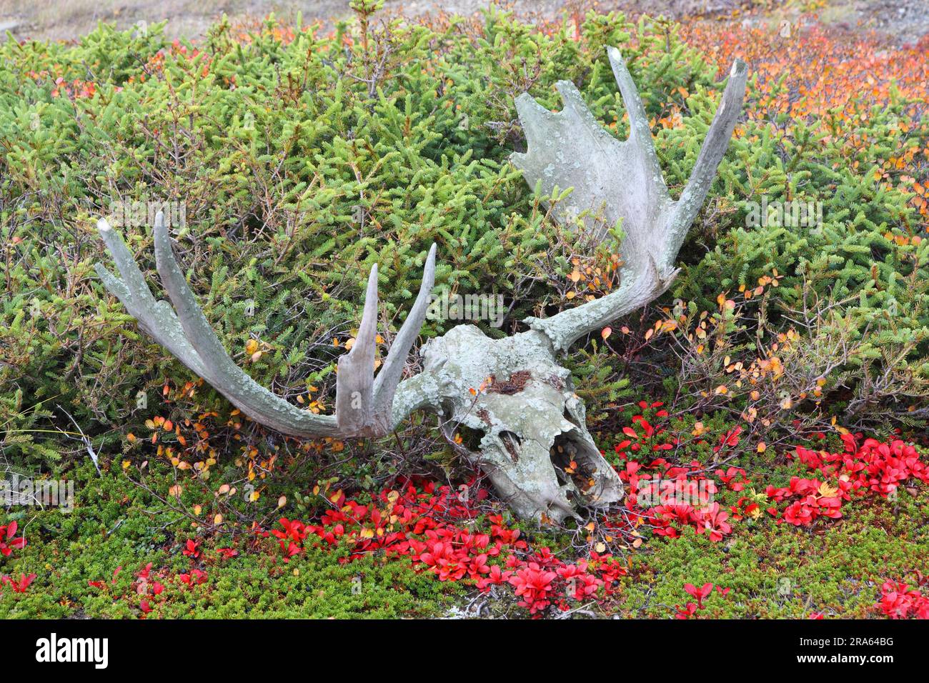 Moose skull with antlers, Alaska Stock Photo - Alamy