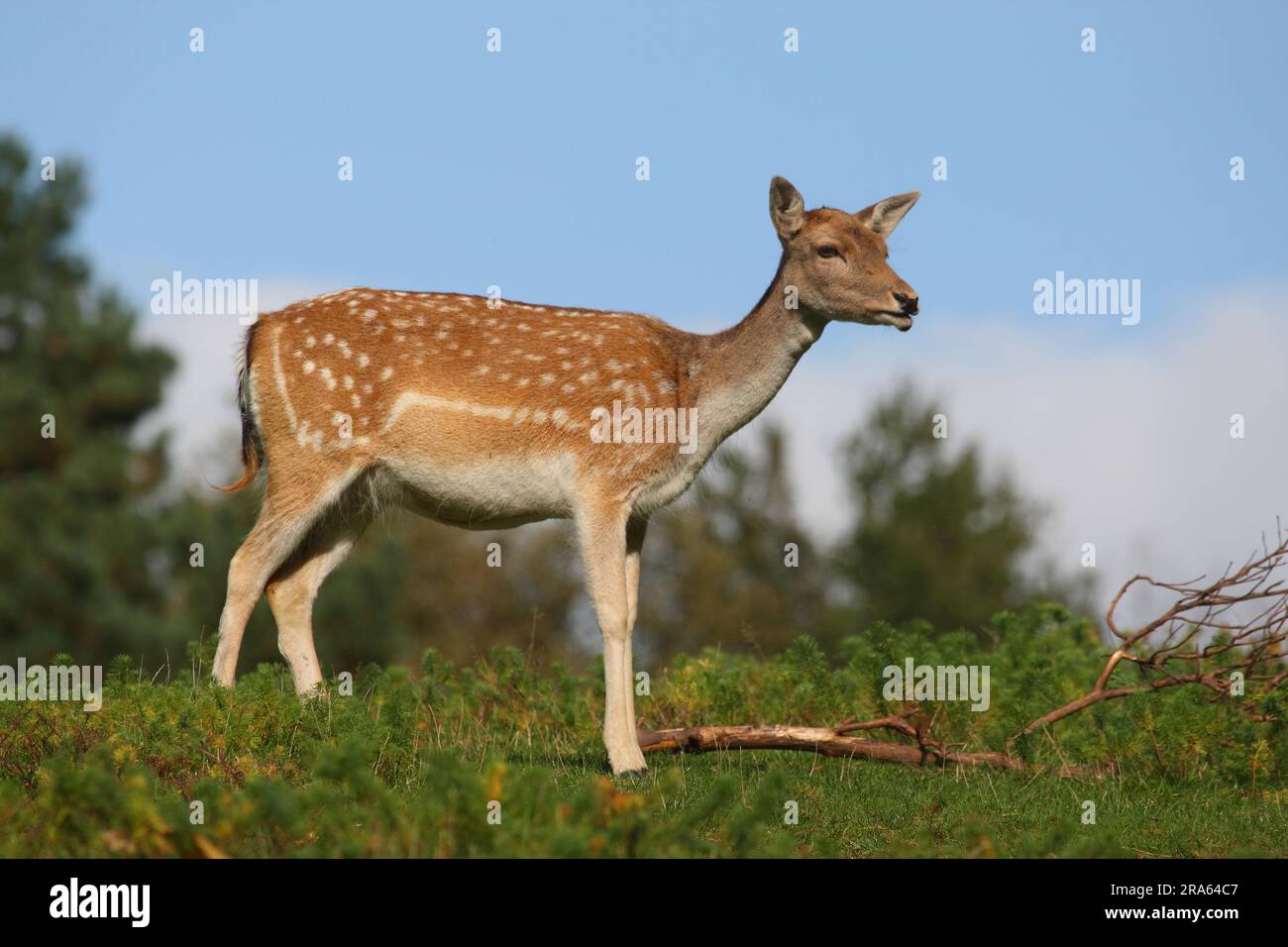 Fallow deer (Dama dama) female, lateral Stock Photo - Alamy