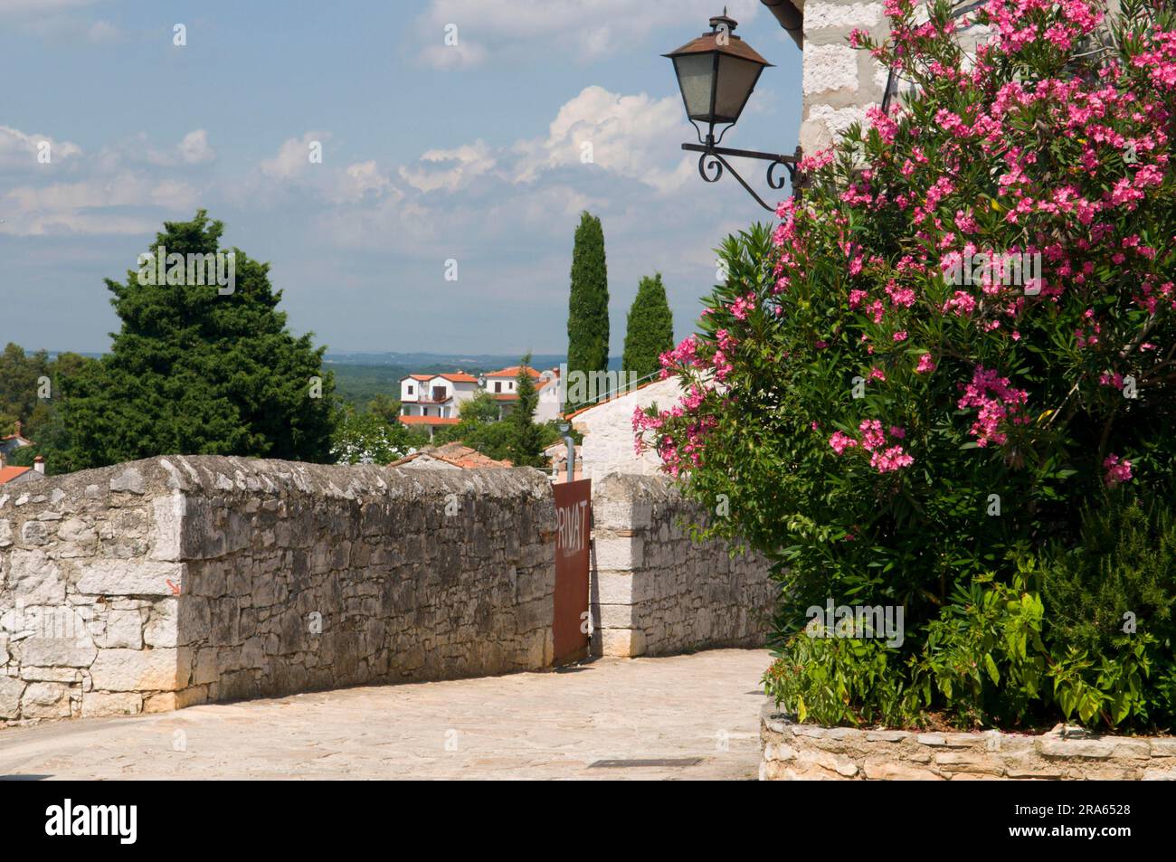 Oleander (Nerium oleander), Vrsar, old town, Istria, Croatia Stock ...