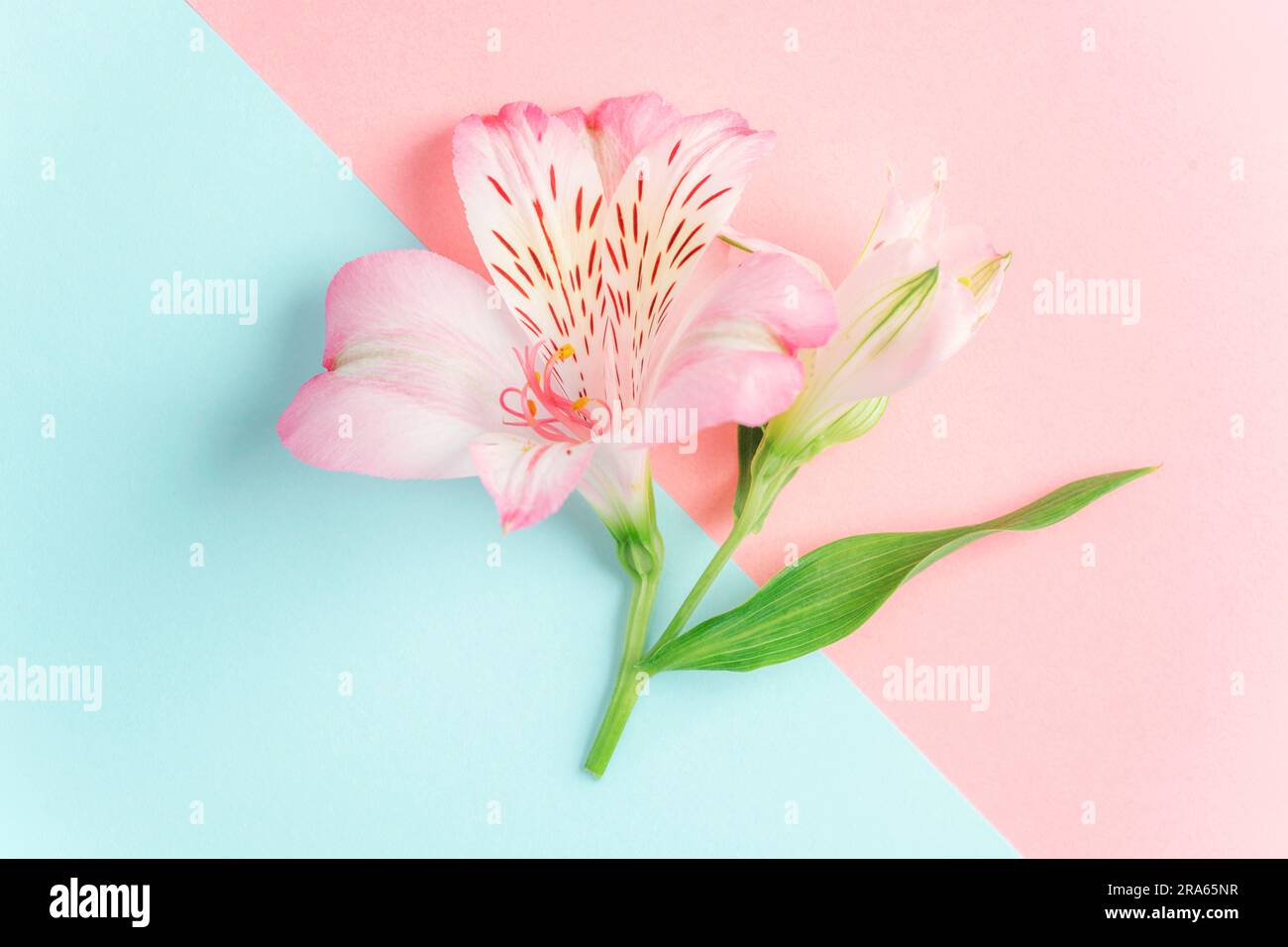 Alstroemeria blue hi-res stock photography and images - Alamy