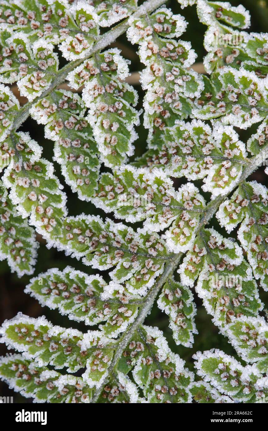 Bracken fern winter frost hi-res stock photography and images - Alamy