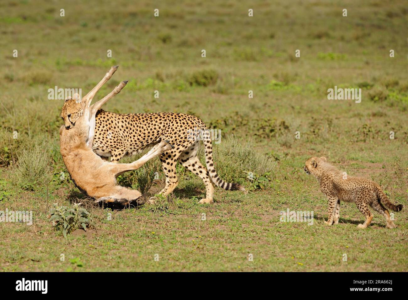Cheetah with captured gnuk calf, Serengeti National Park, 8Acinonyx ...