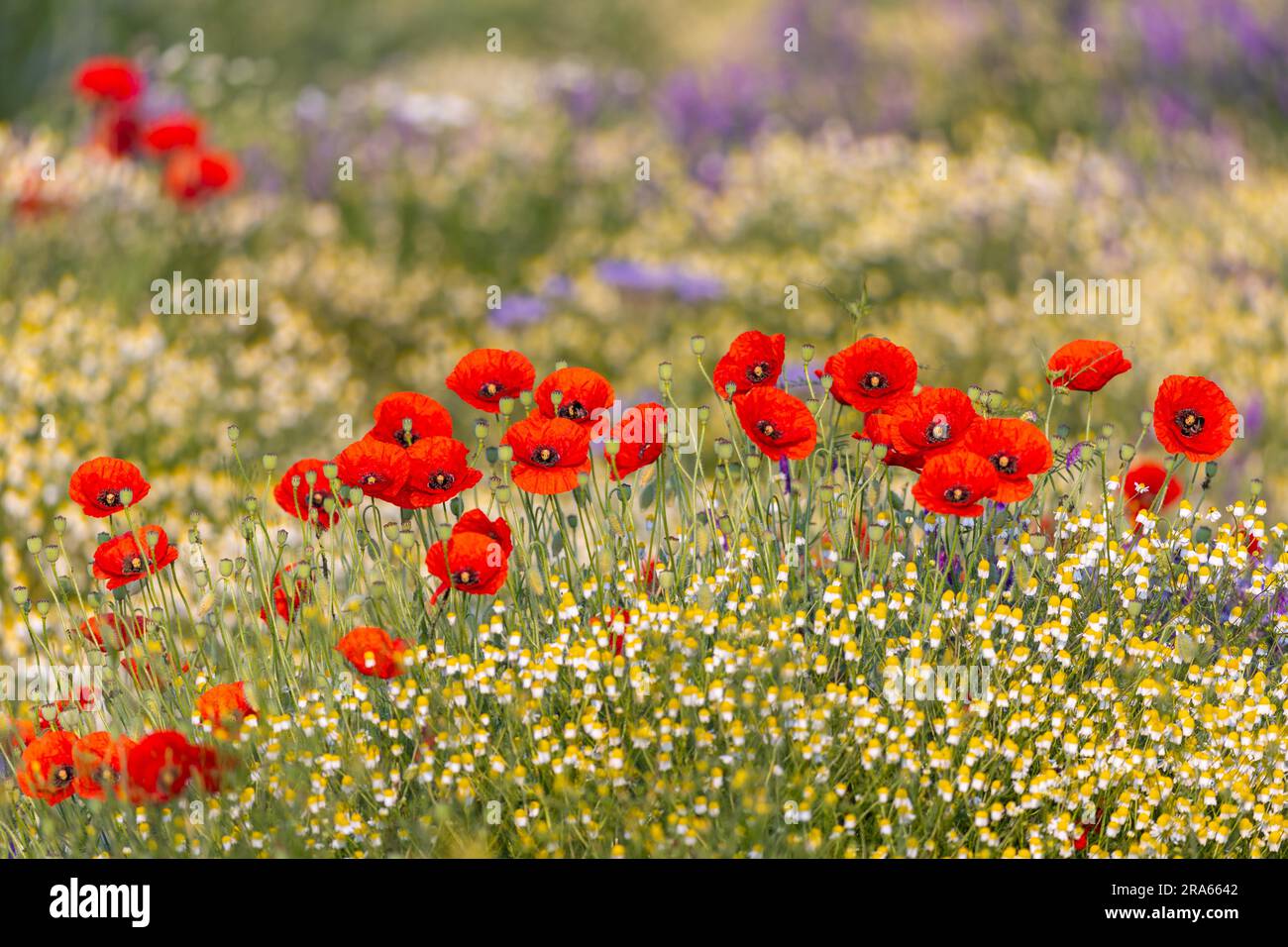 Corn poppy (Papaver rhoeas), Poppy family (Papaveraceae), Common ...