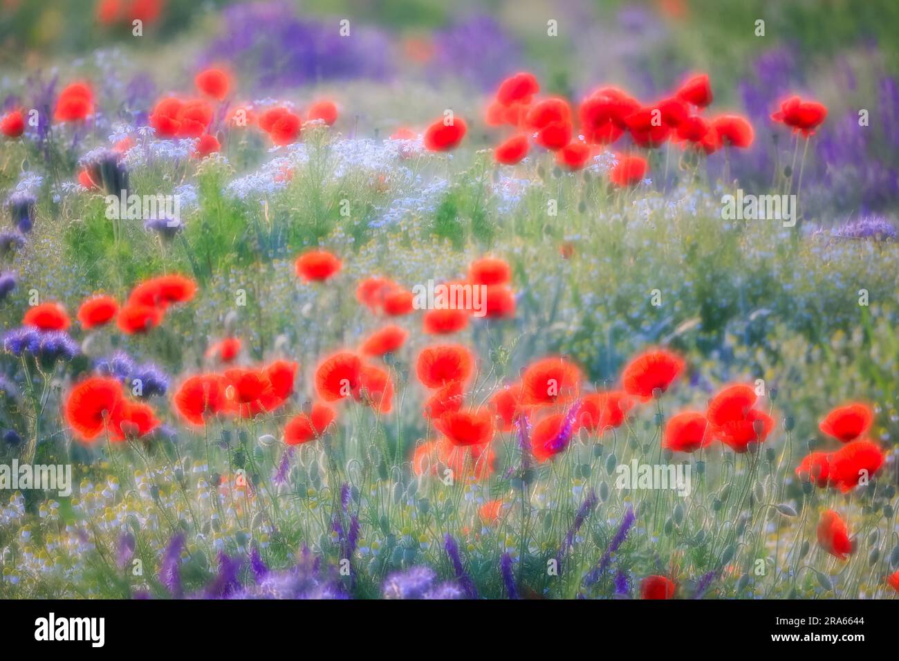 Poppy (Papaver rhoeas), Poppy family (Papaveraceae), Common vetch ...