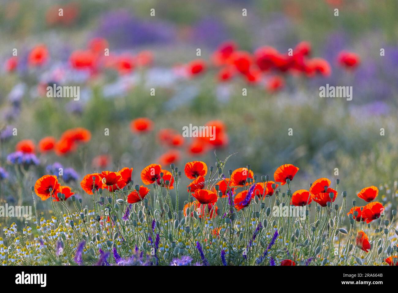 Poppy (Papaver rhoeas), Poppy family (Papaveraceae), Common vetch ...