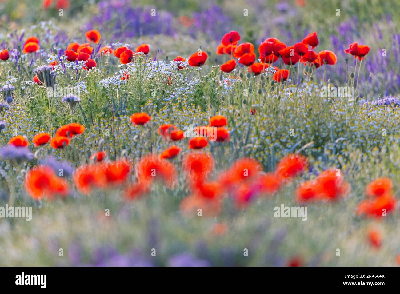Poppy (Papaver rhoeas), Poppy family (Papaveraceae), Common vetch ...