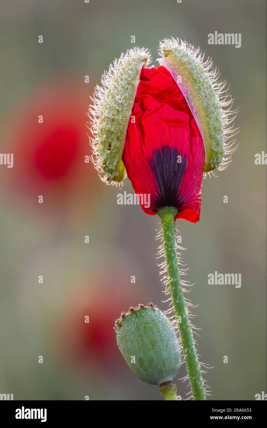 Gossip poppy, flower (Papaver rhoeas) jumps up, poppy family ...