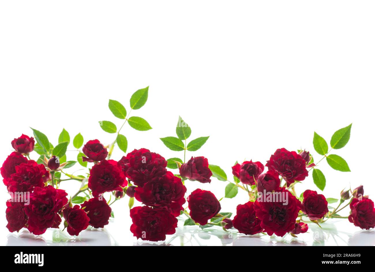 bouquet of red small roses, isolated on white background Stock Photo ...