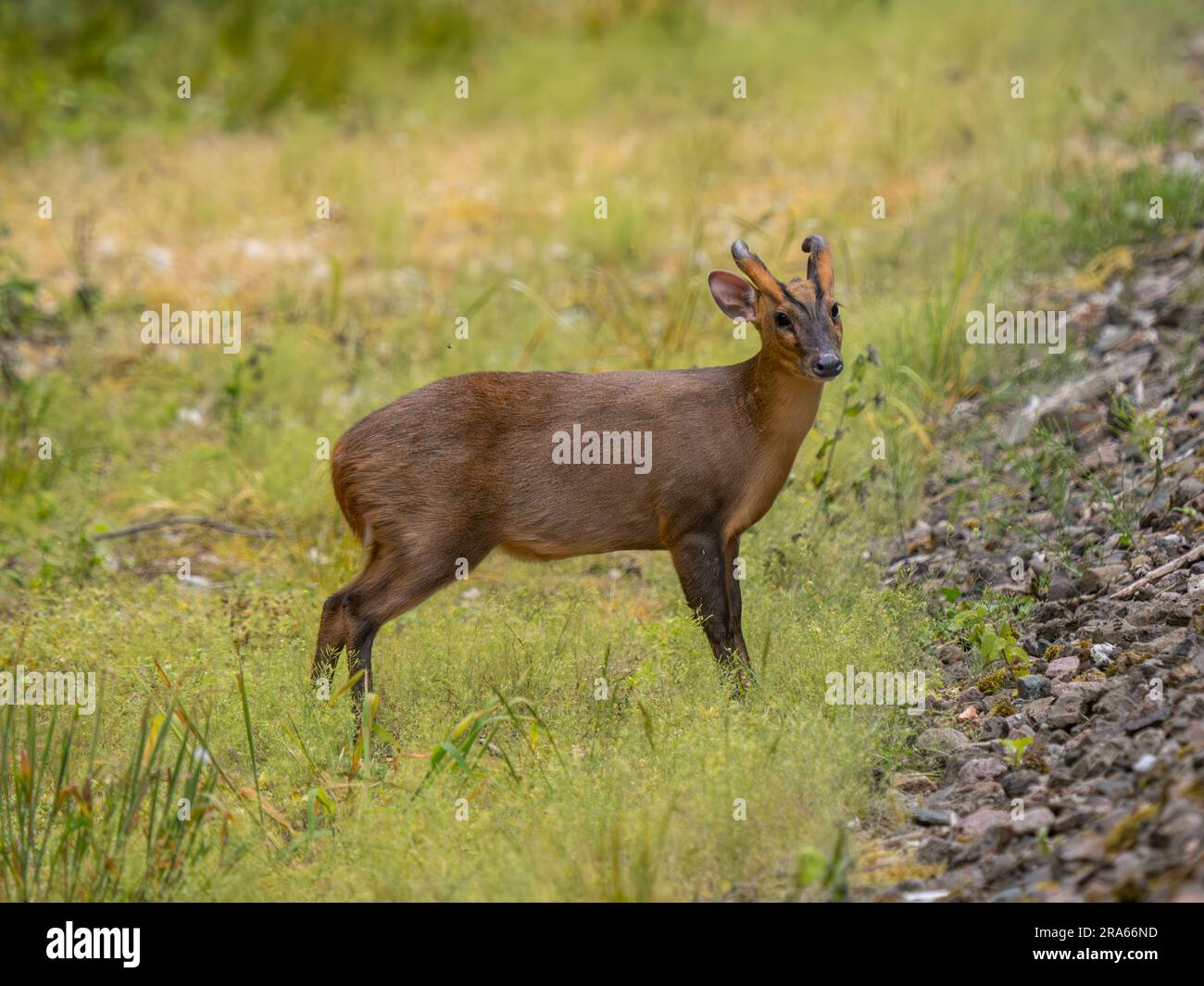Muntjac Deer by a Rail Track Stock Photo - Alamy