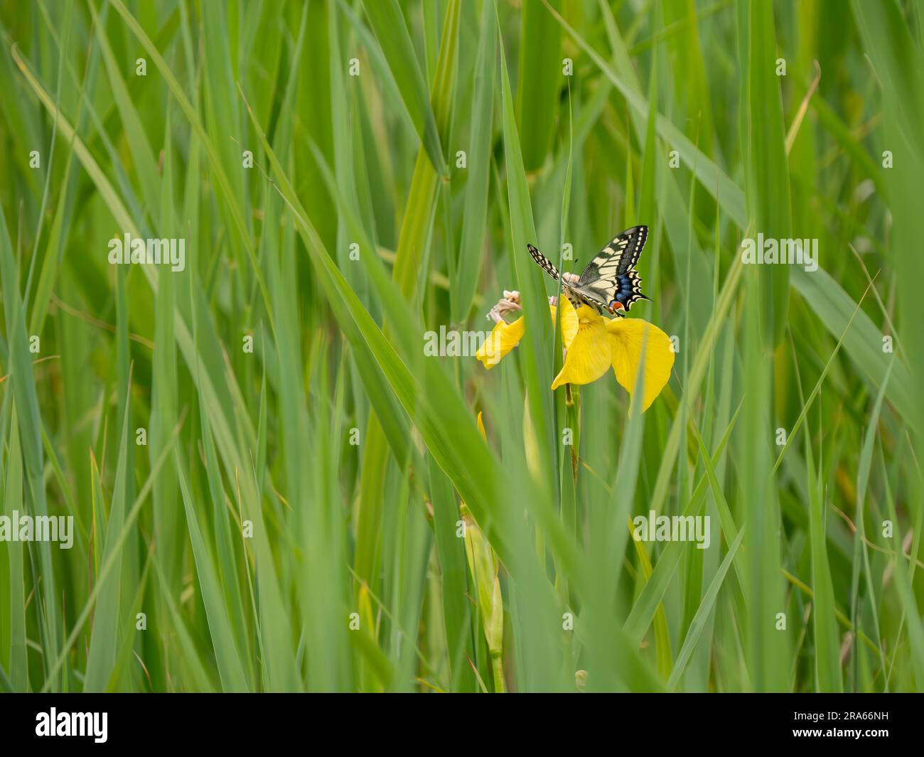 Swallowtail feeding on Flag Iris. Strumpshaw Fen Stock Photo - Alamy