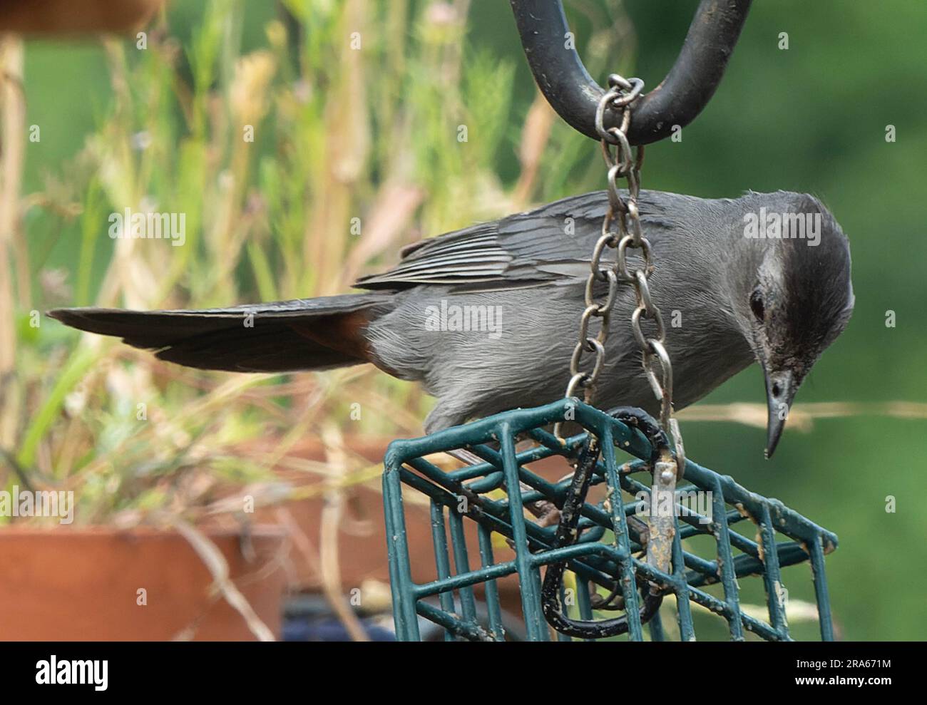 Empty bird food container hi-res stock photography and images - Alamy