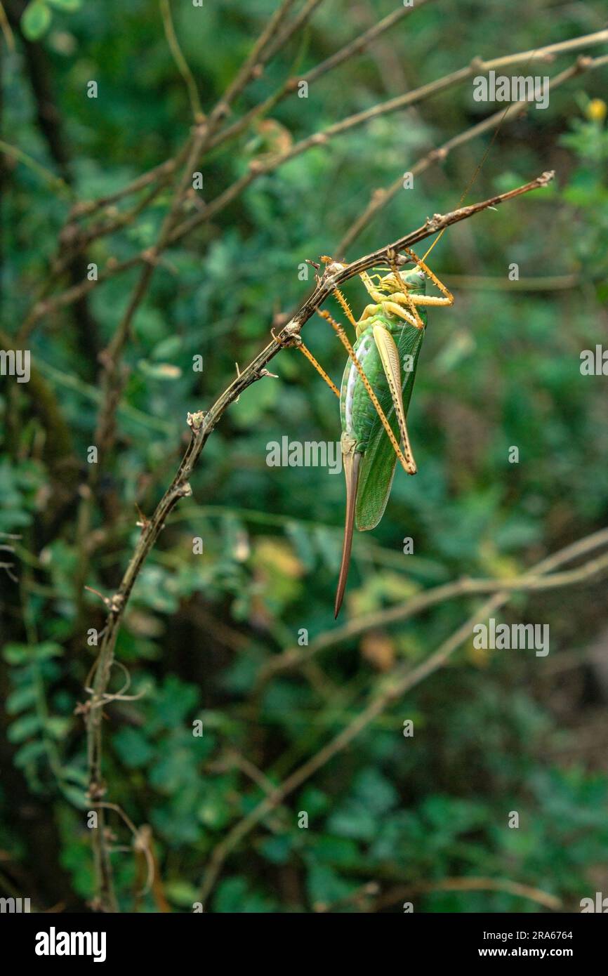 yellow green locust on a bush branch Stock Photo - Alamy