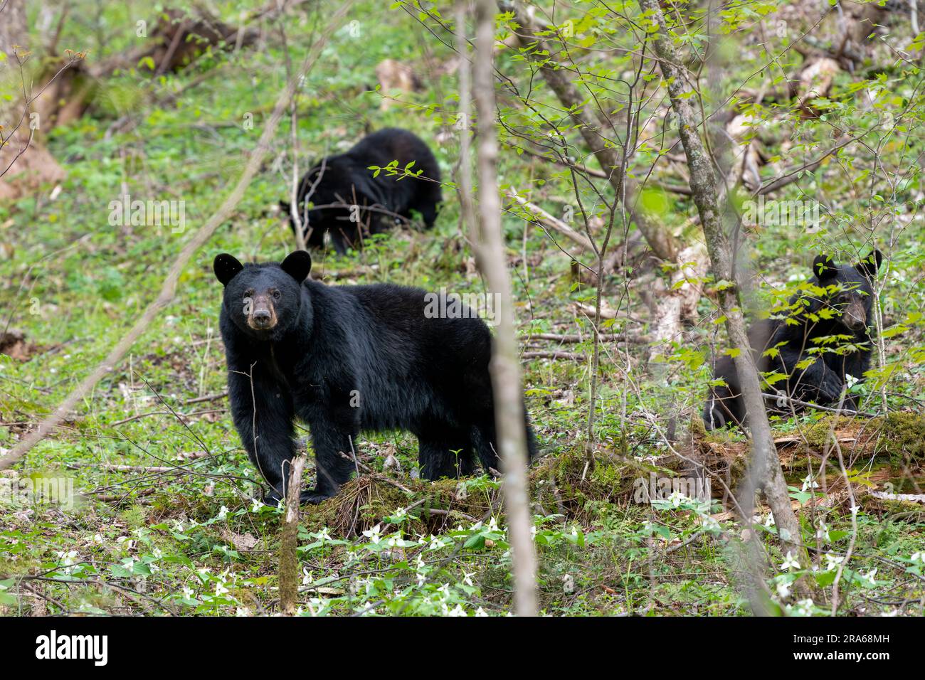 Black bear (Ursus americanus), Great Smoky Mountains National Park ...
