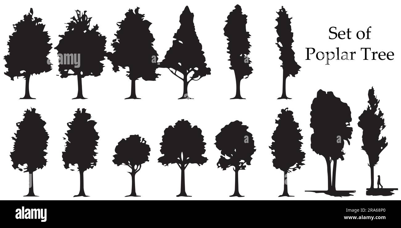 A set of silhouette Poplar Tree Vector illustration Stock Vector Image ...