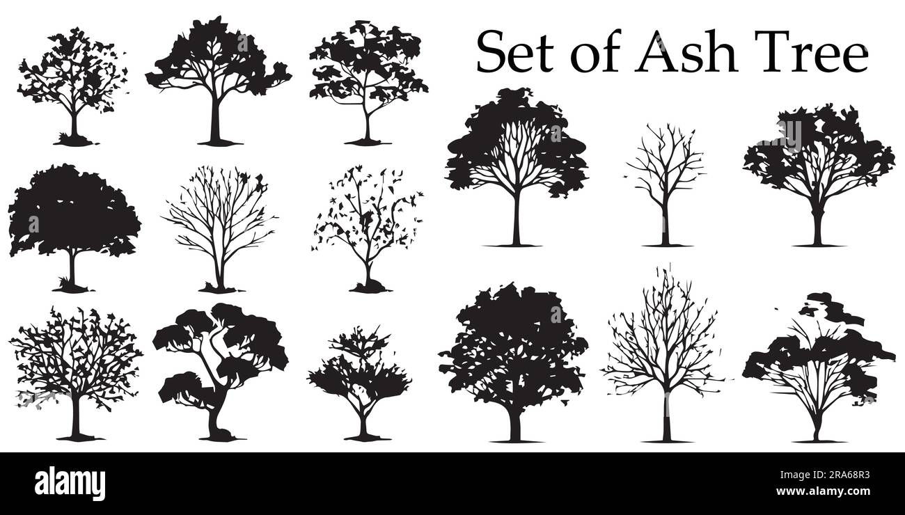 A set of silhouette Ash tree vector illustration Stock Vector Image ...