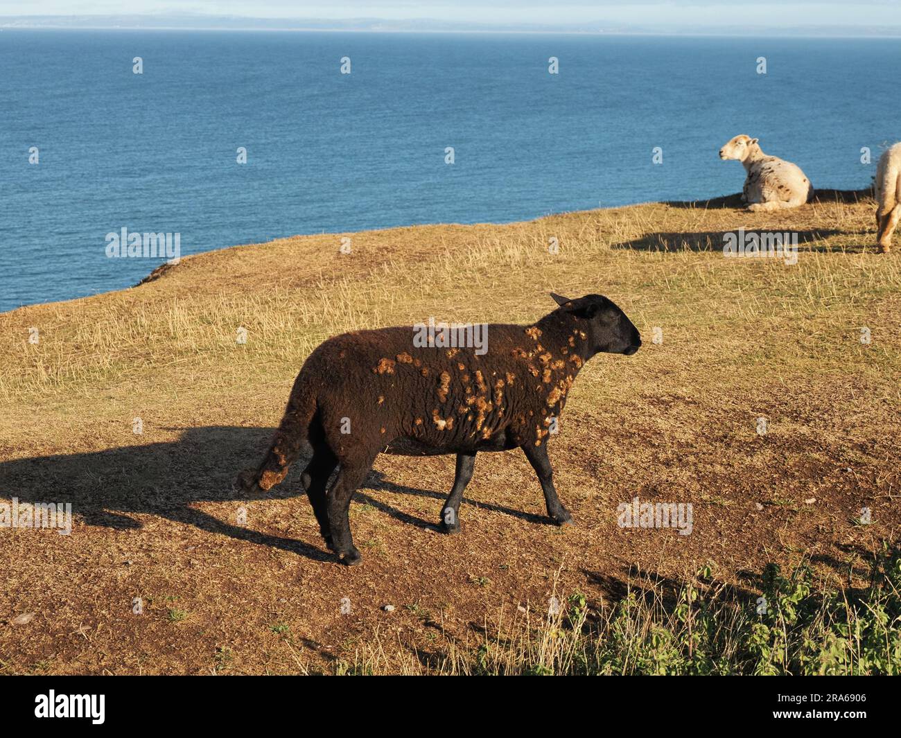 Coastal Sheep, Rhossili bay, Gower Peninsula, Wales Stock Photo - Alamy