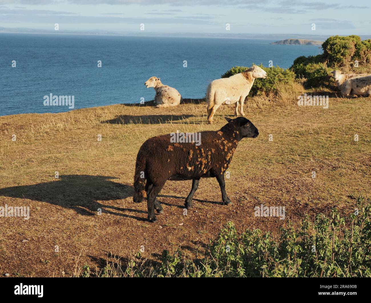 Coastal Sheep, Rhossili bay, Gower Peninsula, Wales Stock Photo - Alamy