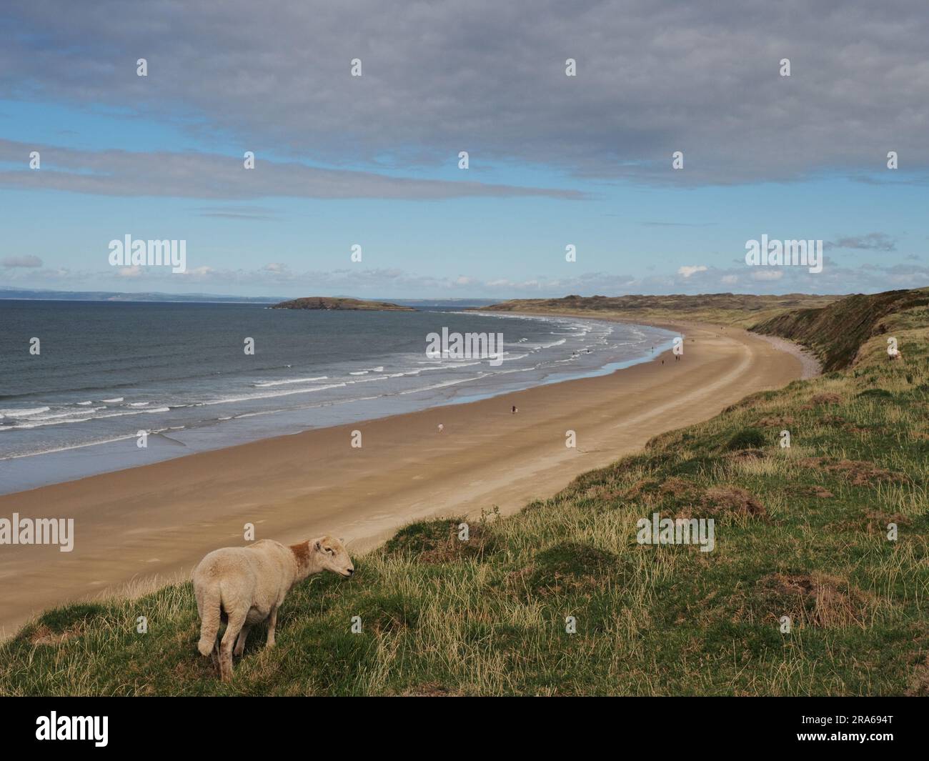 Sheep grazing, Rhossili Bay Beach, Gower Peninsula, Wales Stock Photo ...