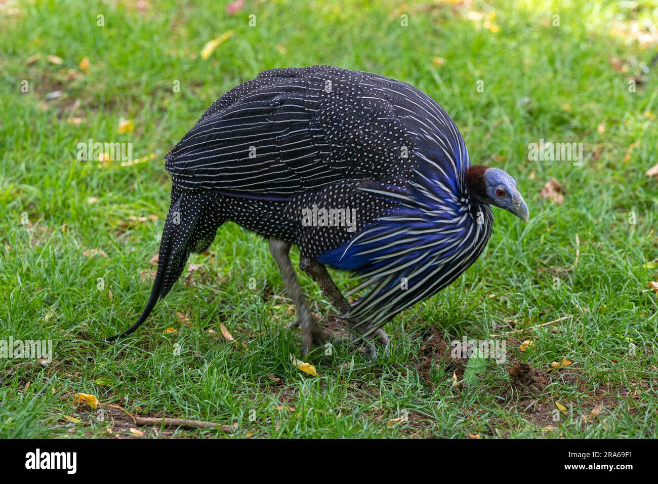 Portrait of the Vulturine Guineafowl (Acryllium vulturinum). It is the ...