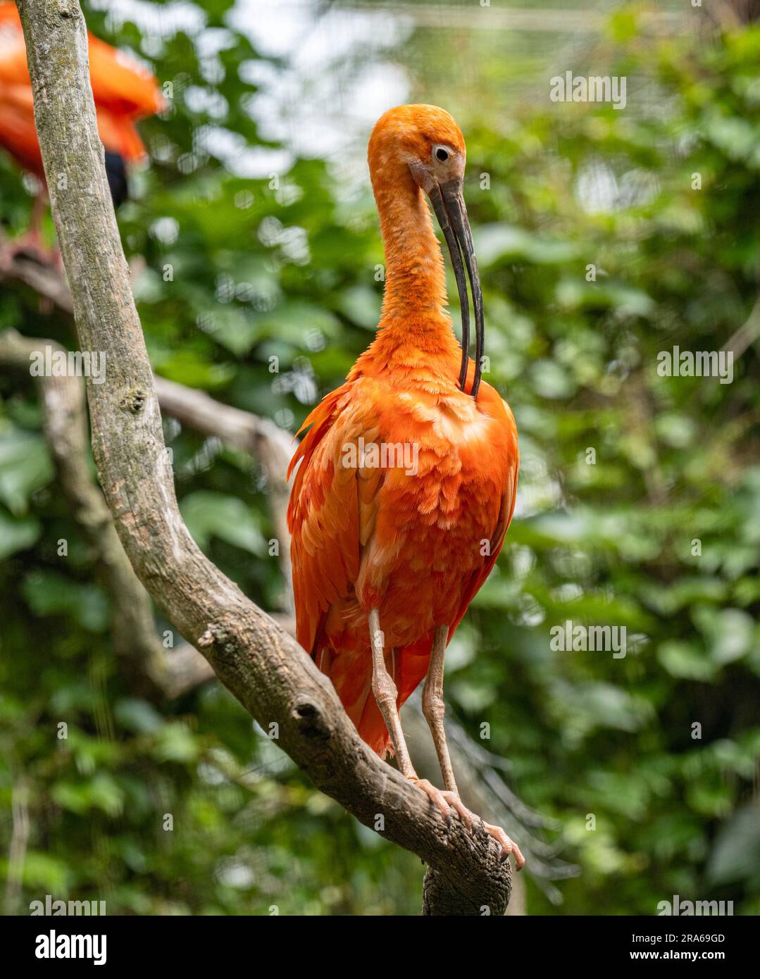 Scarlet ibis (Eudocimus ruber) is a species of ibis in the bird family ...