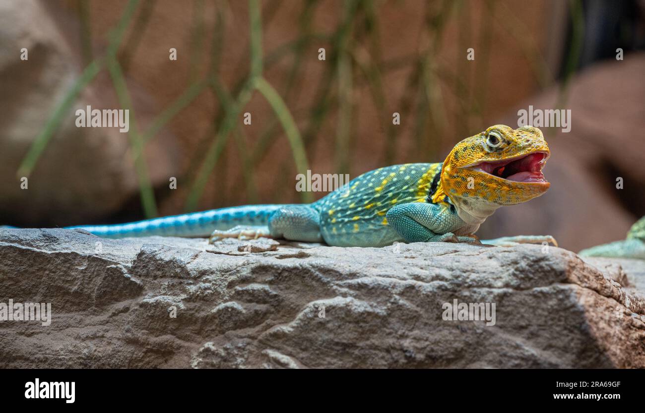Common Collared lizard (Crotaphytis-collaris) on a rock Stock Photo - Alamy