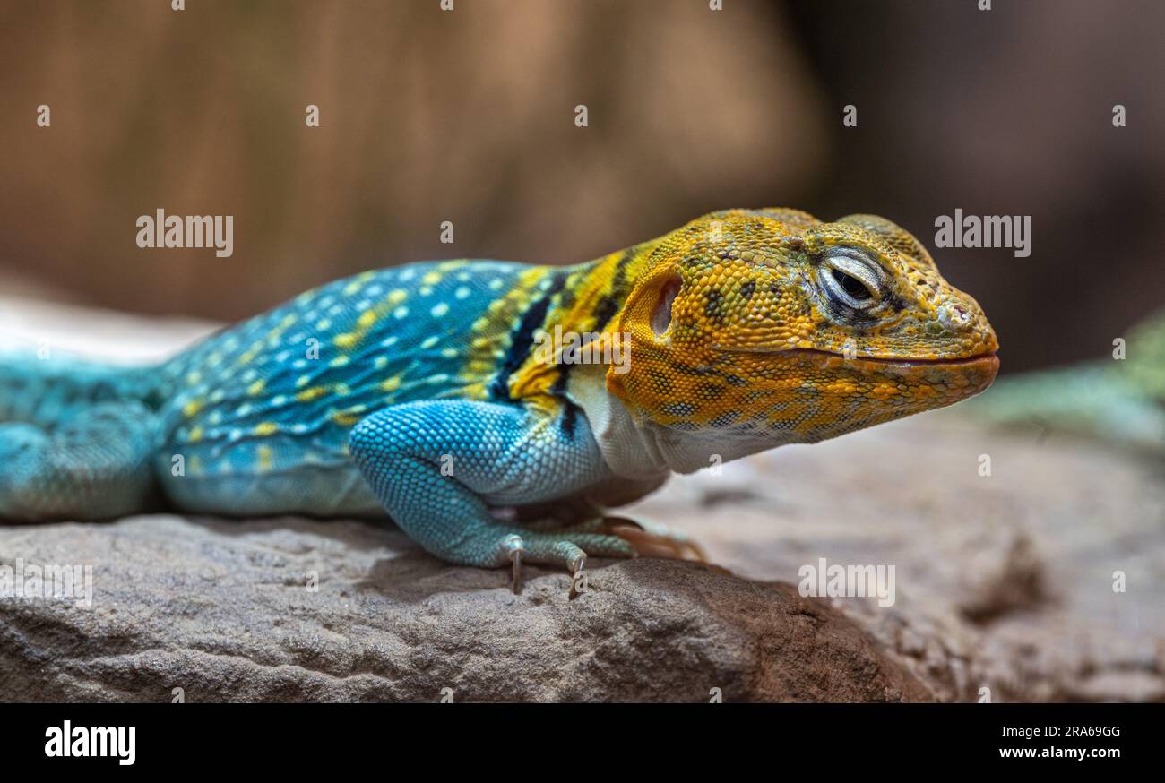Common Collared lizard (Crotaphytis-collaris) on a rock Stock Photo - Alamy