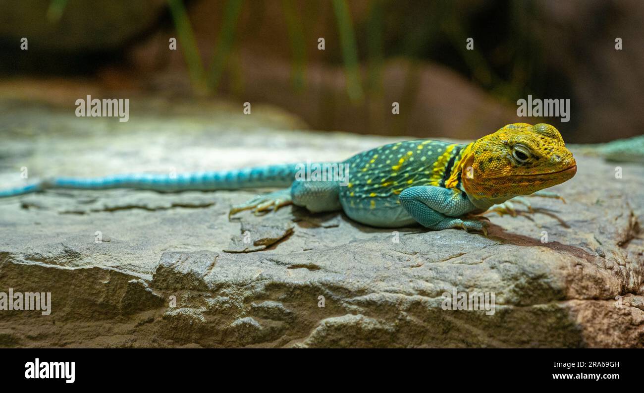 Common Collared lizard (Crotaphytis-collaris) on a rock Stock Photo - Alamy