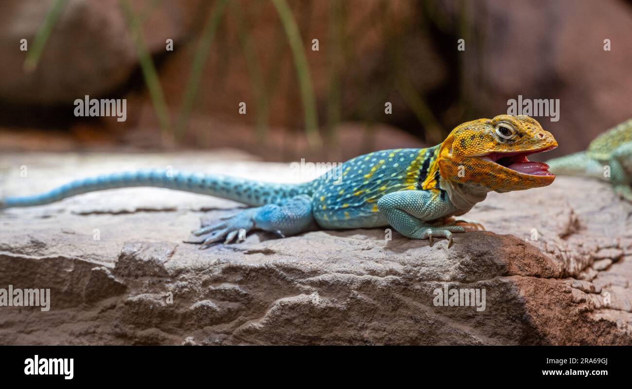 Common Collared lizard (Crotaphytis-collaris) on a rock Stock Photo - Alamy
