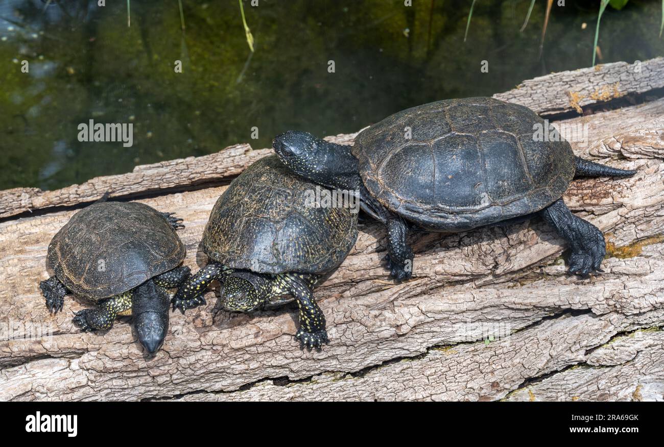 European pond terrapinon (Emys orbicularis) on a tree trunk Stock Photo ...