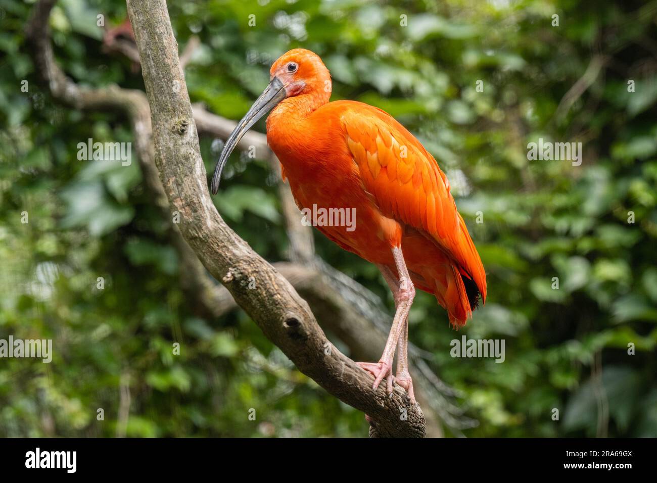 Scarlet ibis (Eudocimus ruber) is a species of ibis in the bird family ...