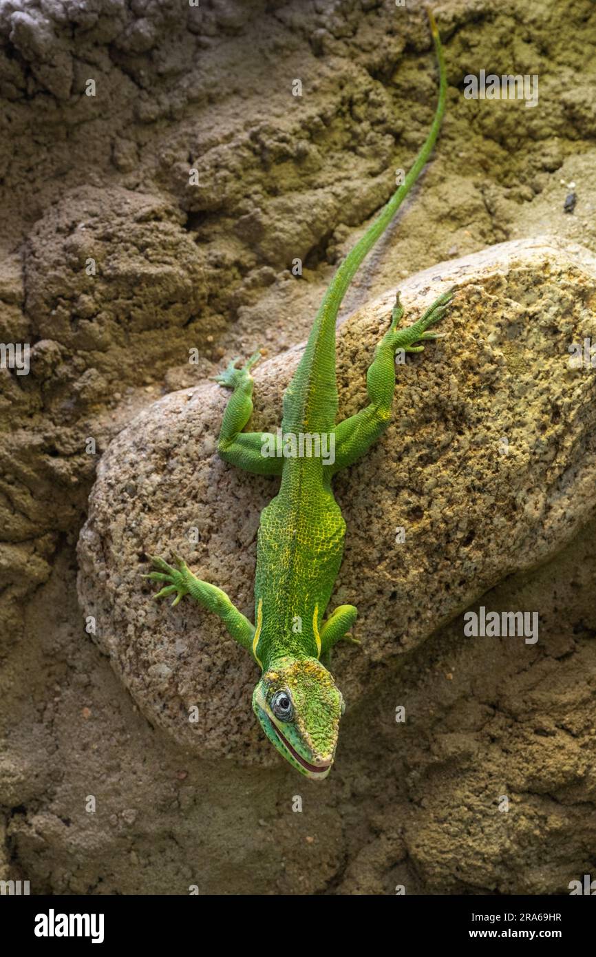 The knight anole (Anolis equestris) is the largest species of anole ...