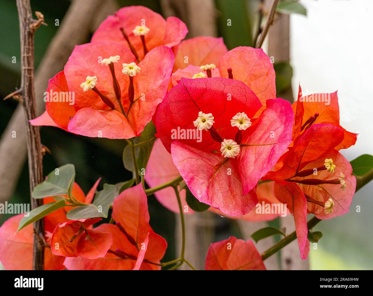 Paper Flower (Bougainvillea glabra), island of Cyprus, Greece, Europe ...