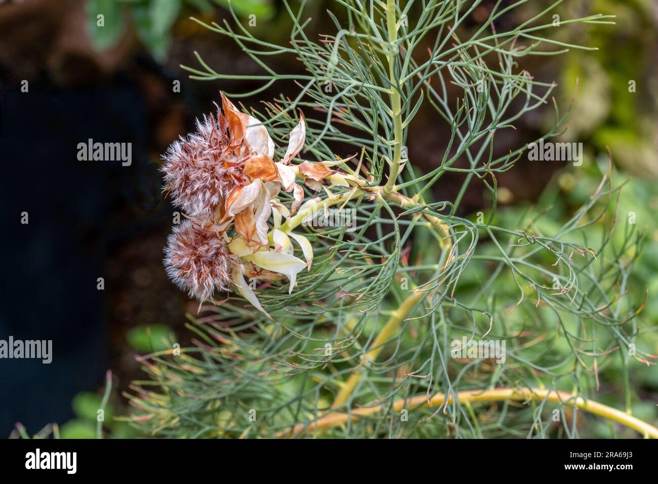 Protea blushing bride hi-res stock photography and images - Alamy