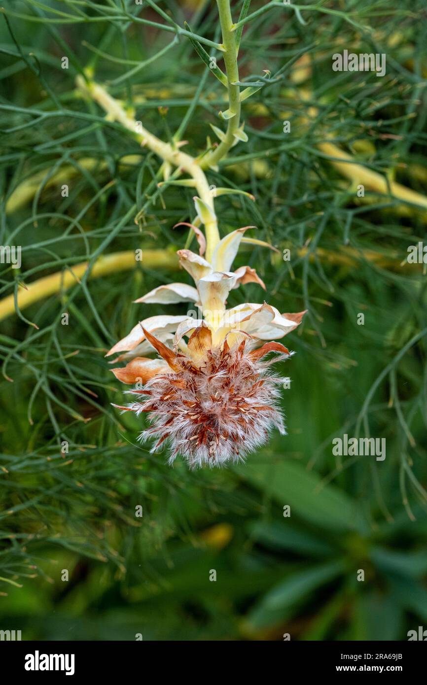 Protea blushing bride hi-res stock photography and images - Alamy