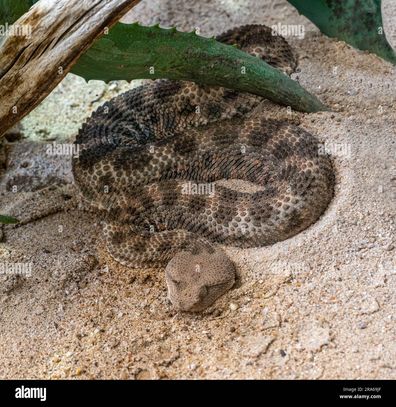 Horned Viper, Long-nosed Viper or Common Sand Adder (Vipera ammodytes ...