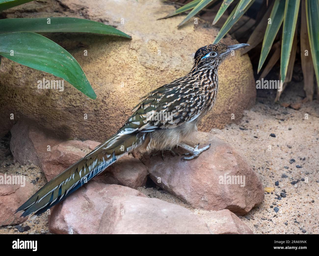 The greater roadrunner (Geococcyx californianus) is a long-legged bird ...