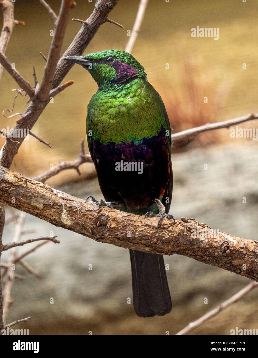 The emerald starling (Lamprotornis iris) is also known as the iris ...