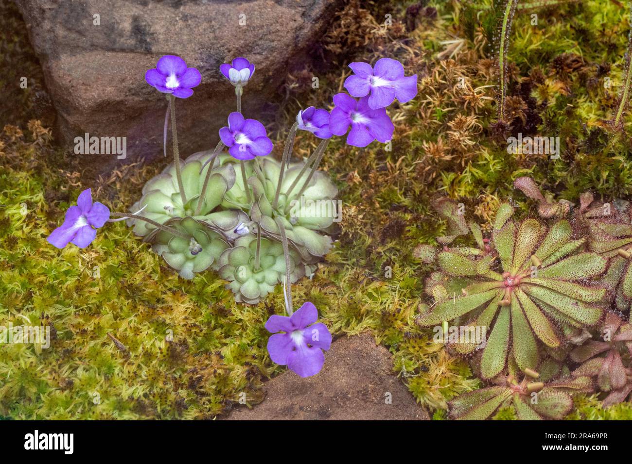 Mexican butterwort (Pinguicula cyclosecta) is a carnivorous or ...