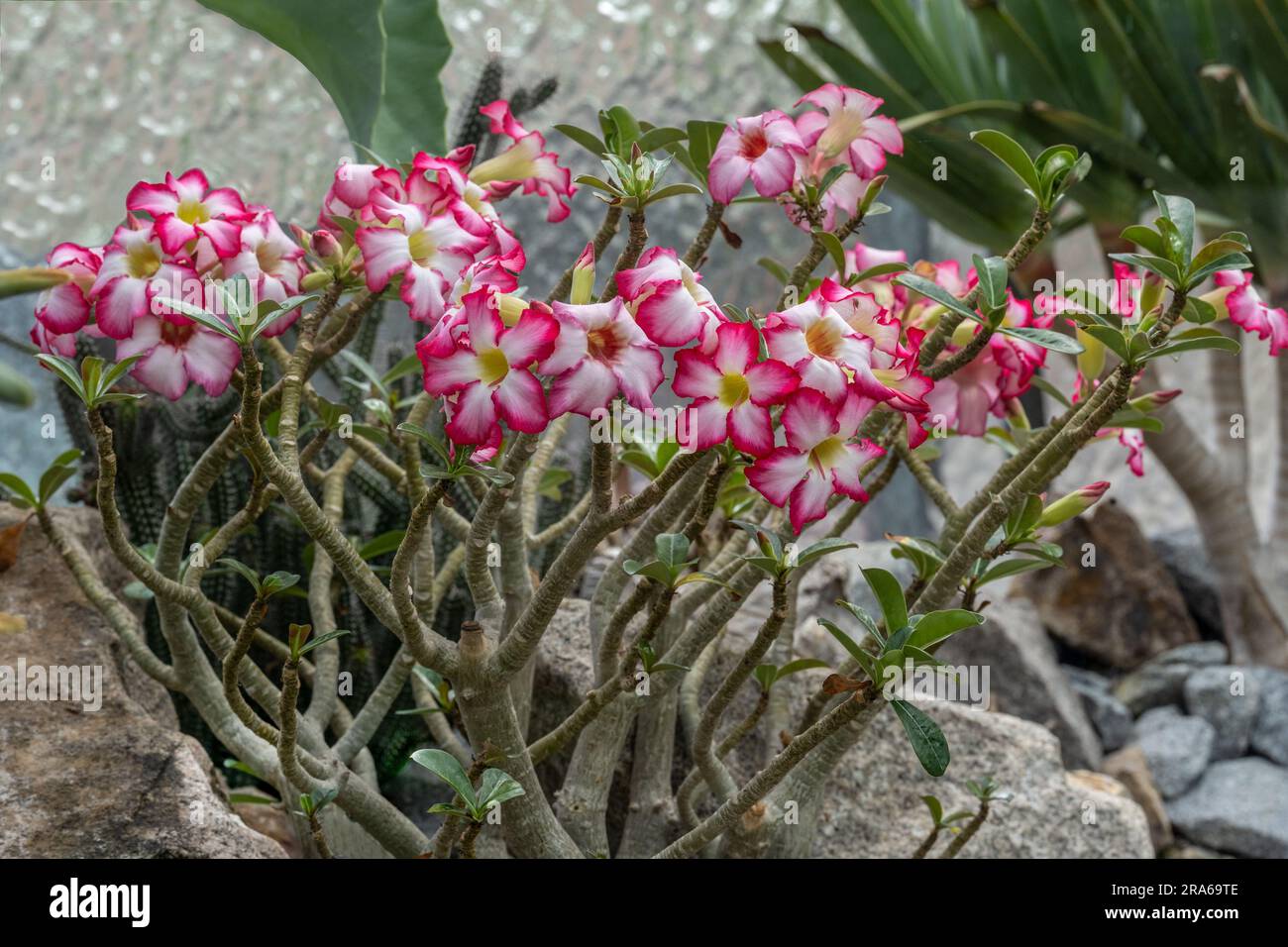 Beautiful Pink Adenium obesum flower in garden, (Desert Rose, Impala ...