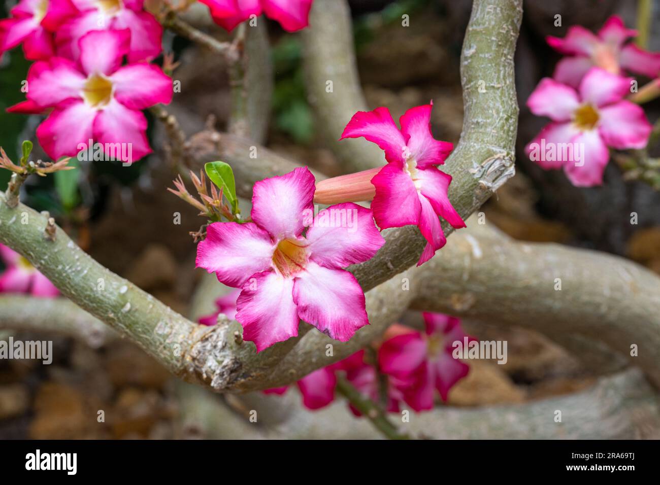 Beautiful Pink Adenium Obesum Flower In Garden Desert Rose Impala
