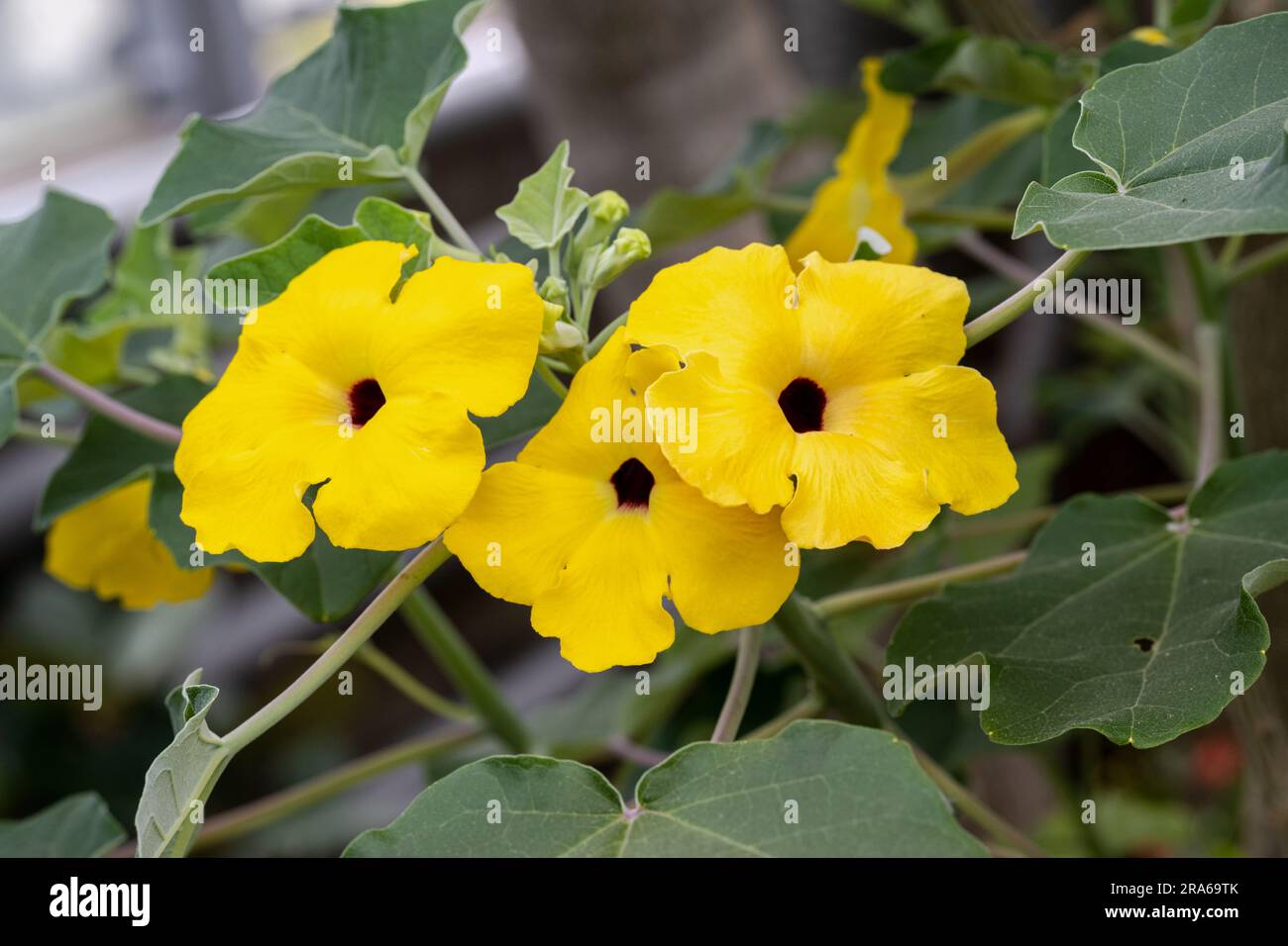 Mousetrap Tree Uncarina grandidieri flowering, Madagascar. Botanical ...