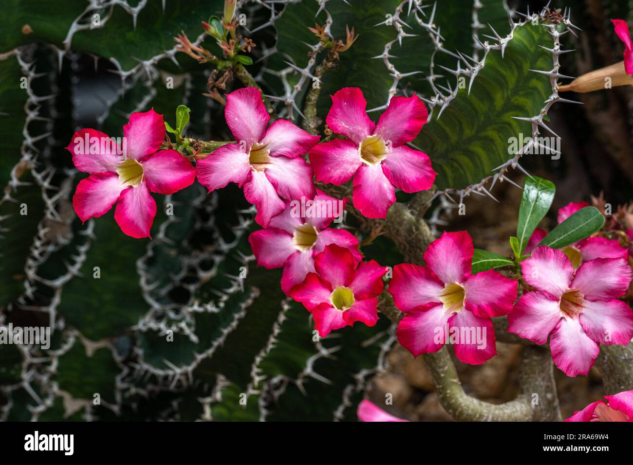 Beautiful Pink Adenium Obesum Flower In Garden Desert Rose Impala