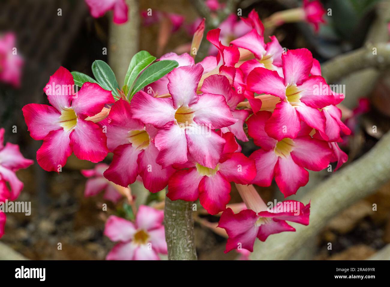 Beautiful Pink Adenium Obesum Flower In Garden Desert Rose Impala